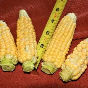 CORN – High Country Living